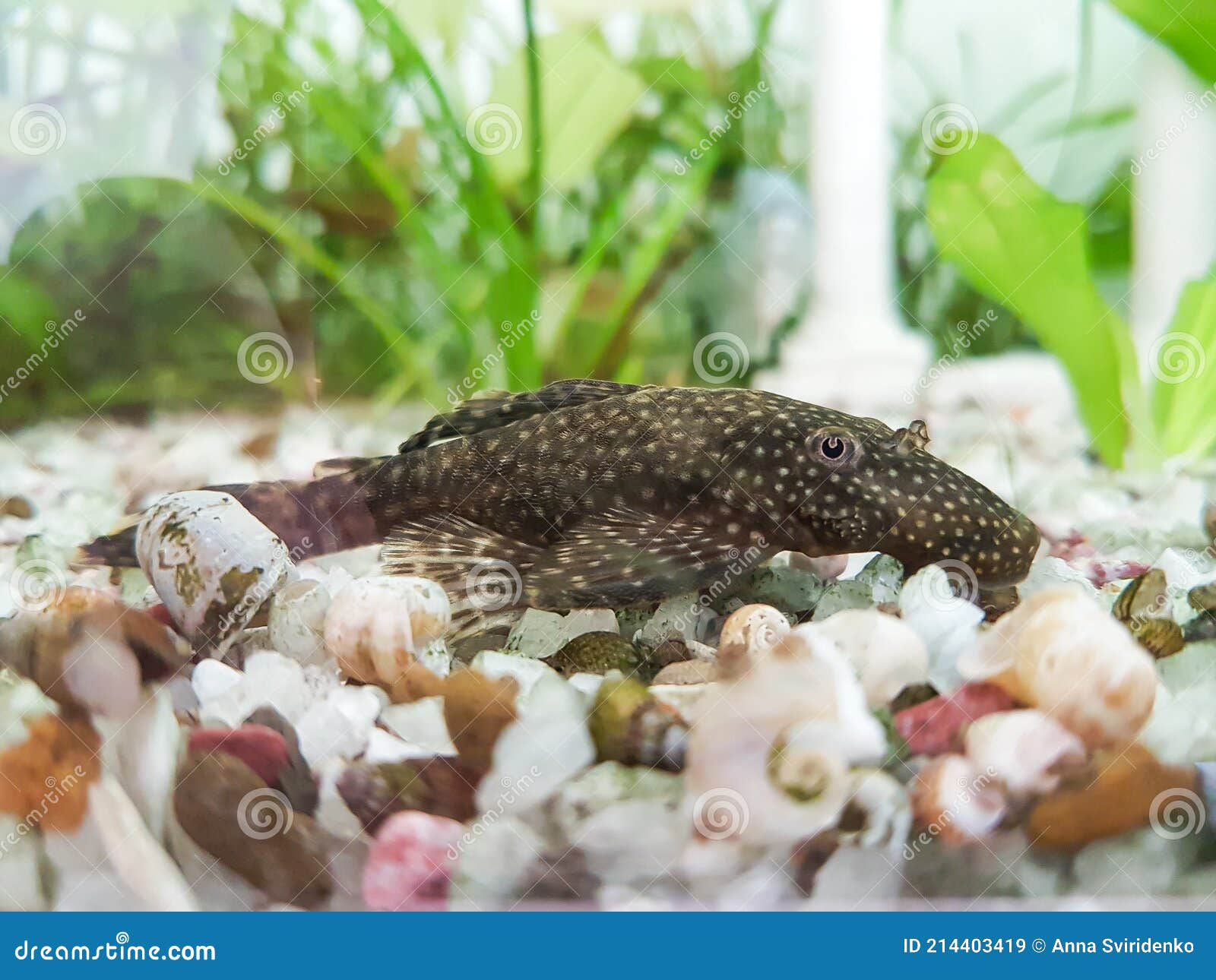 Ancistrus Cirrhosus, The Jumbie Teta Species Of Armored Catfish ...