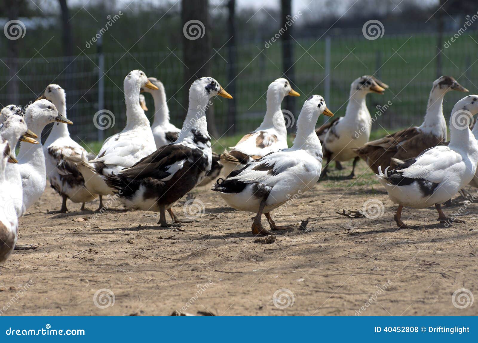 Black Ancona Ducks