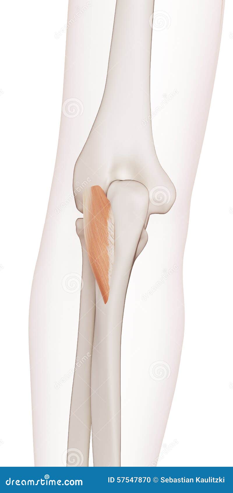 The anconeous stock illustration. Illustration of anatomical - 57547870