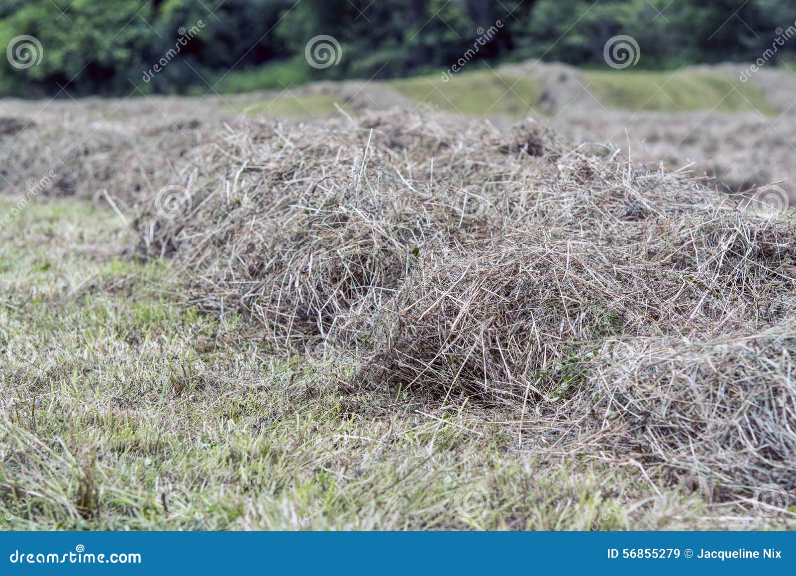 Andain de foin image stock. Image du fourrage, zone, bétail - 56855279