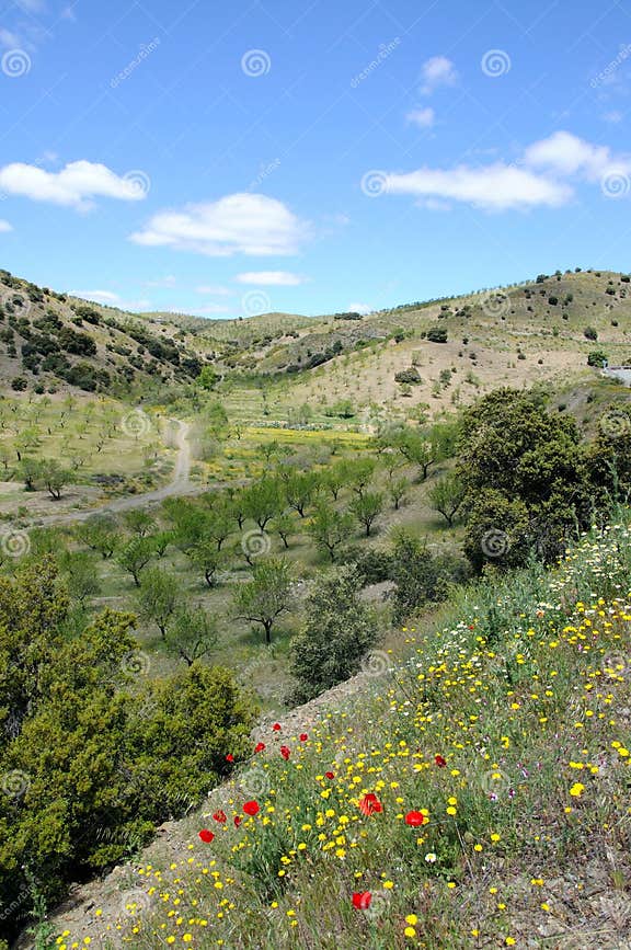 Andalusia Countryside in Spring Stock Image - Image of olive, flowers ...