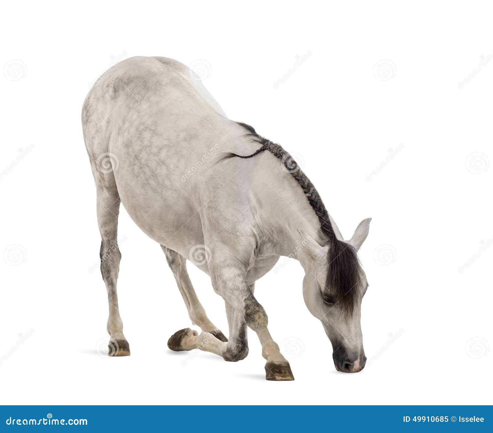 Andalusian horse bowing stock image. Image of farm, vertebrate - 49910685
