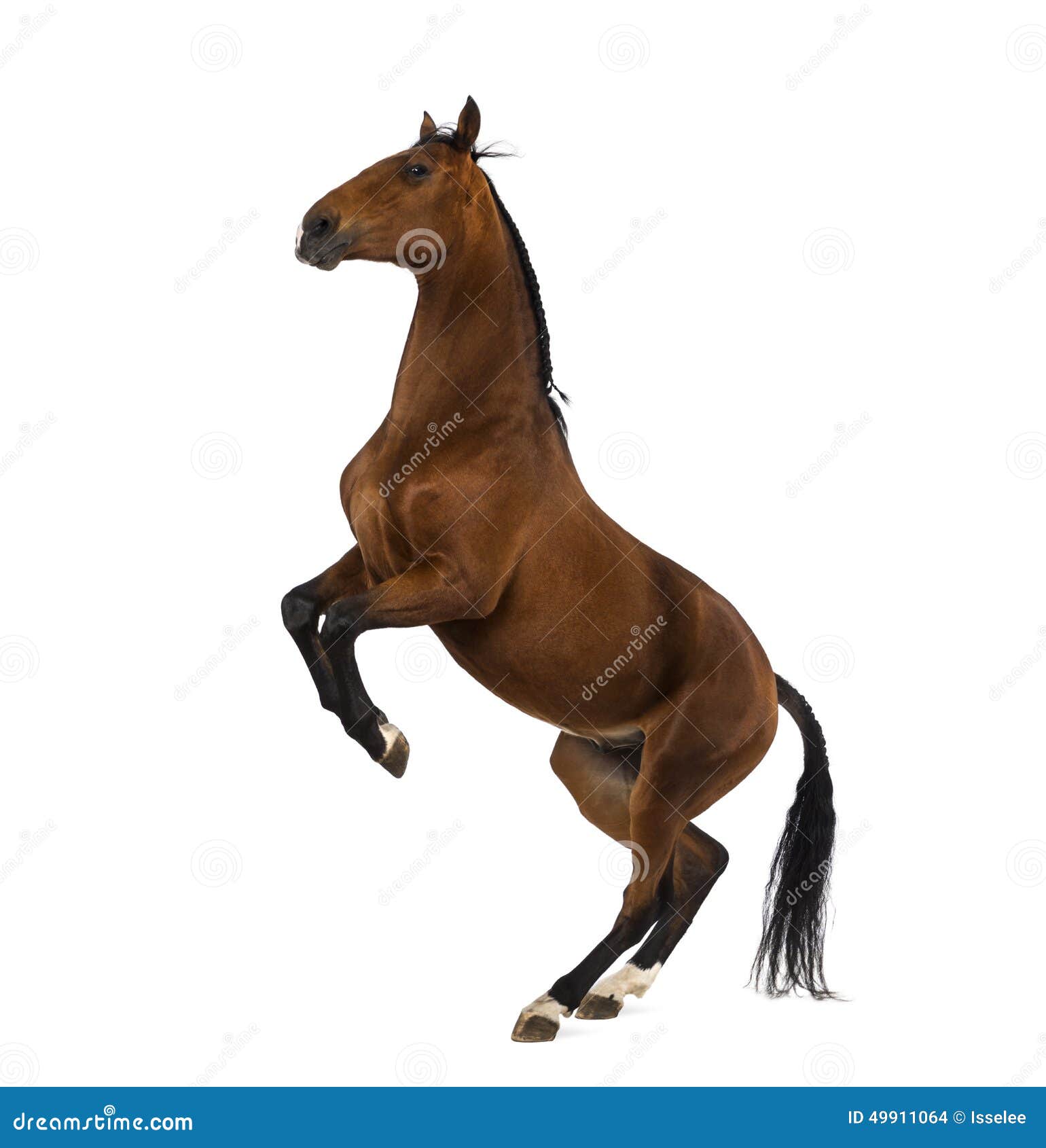 Andalusian horse rearing stock photo. Image of espaaplusmn - 49911064