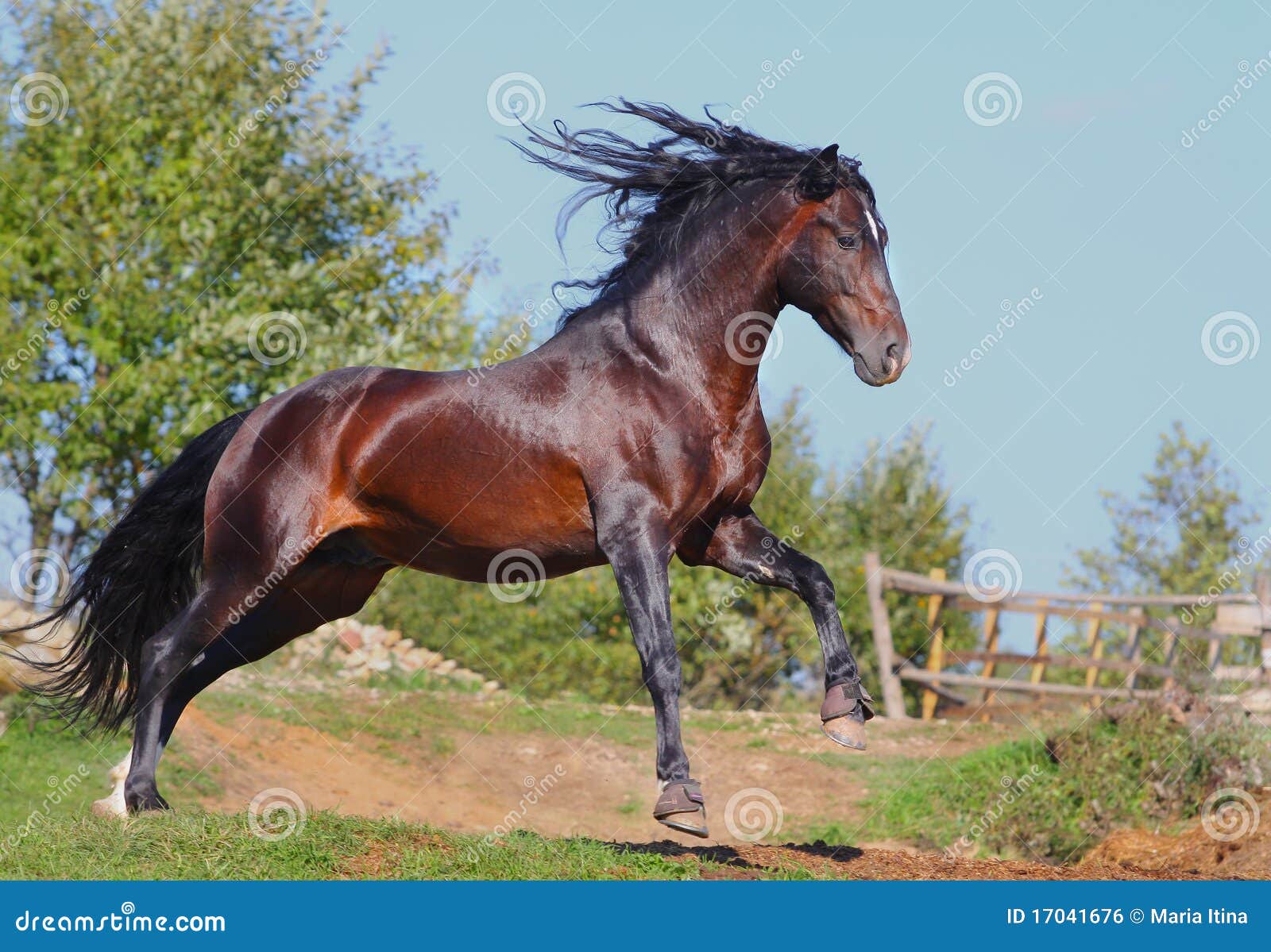 Beautifull Stallion Stock Photos - Free & Royalty-Free Stock Photos ...