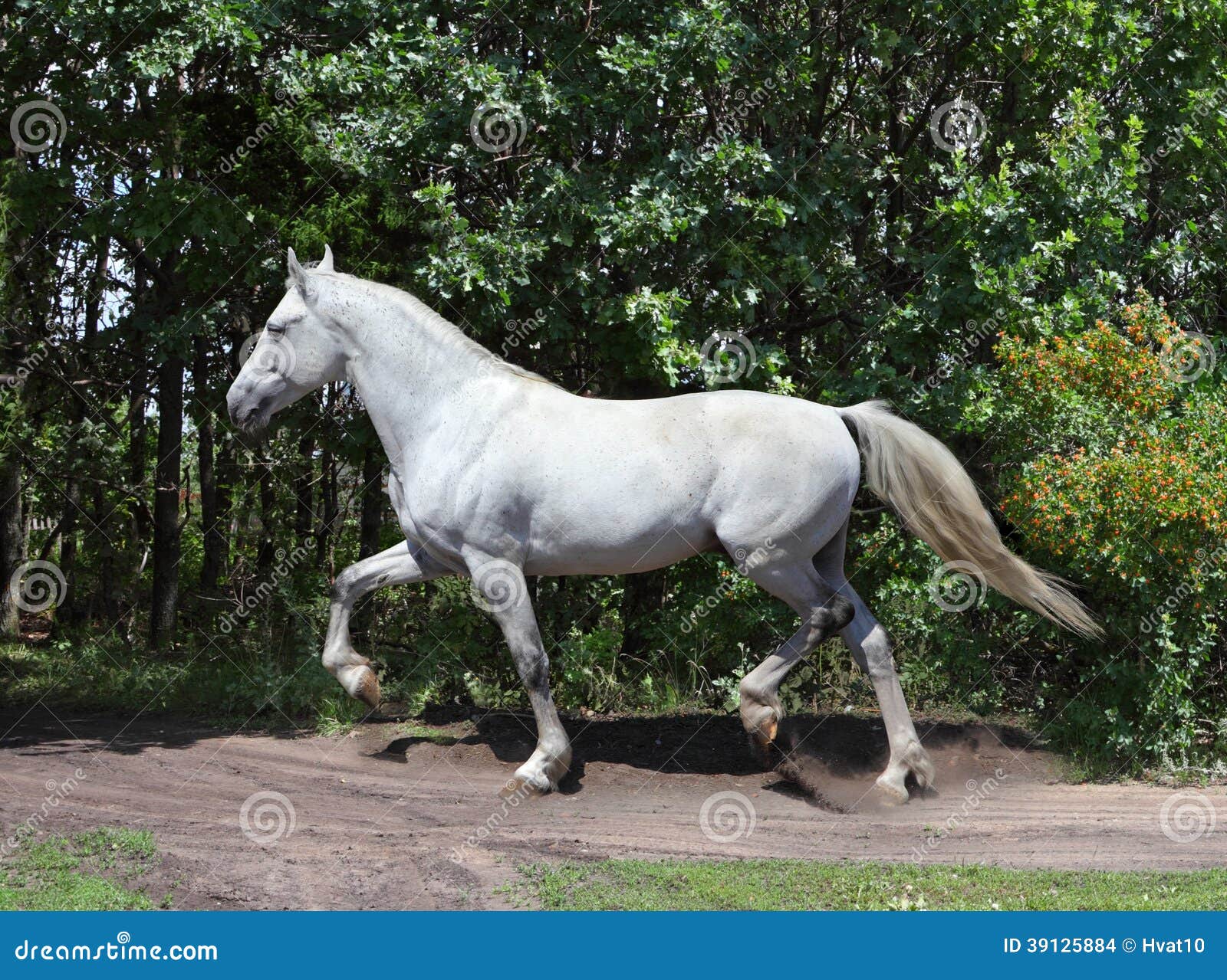 Andalusian Vit Hingst I Solig Dag Arkivfoto - Bild av utanför, däggdjur ...