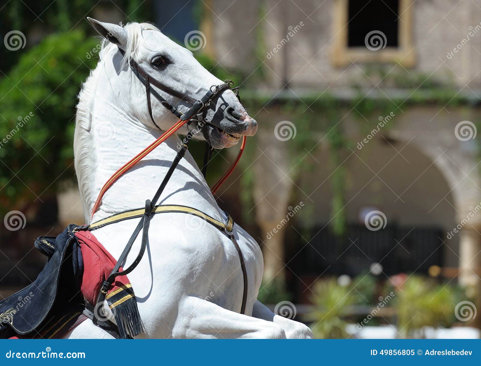 Andalusian white horse stock image. Image of equestrian - 49856805
