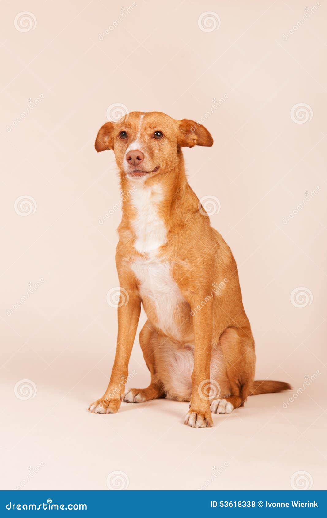 Andalusischer Jagdhund stockfoto. Bild von portugiesisch - 53618338