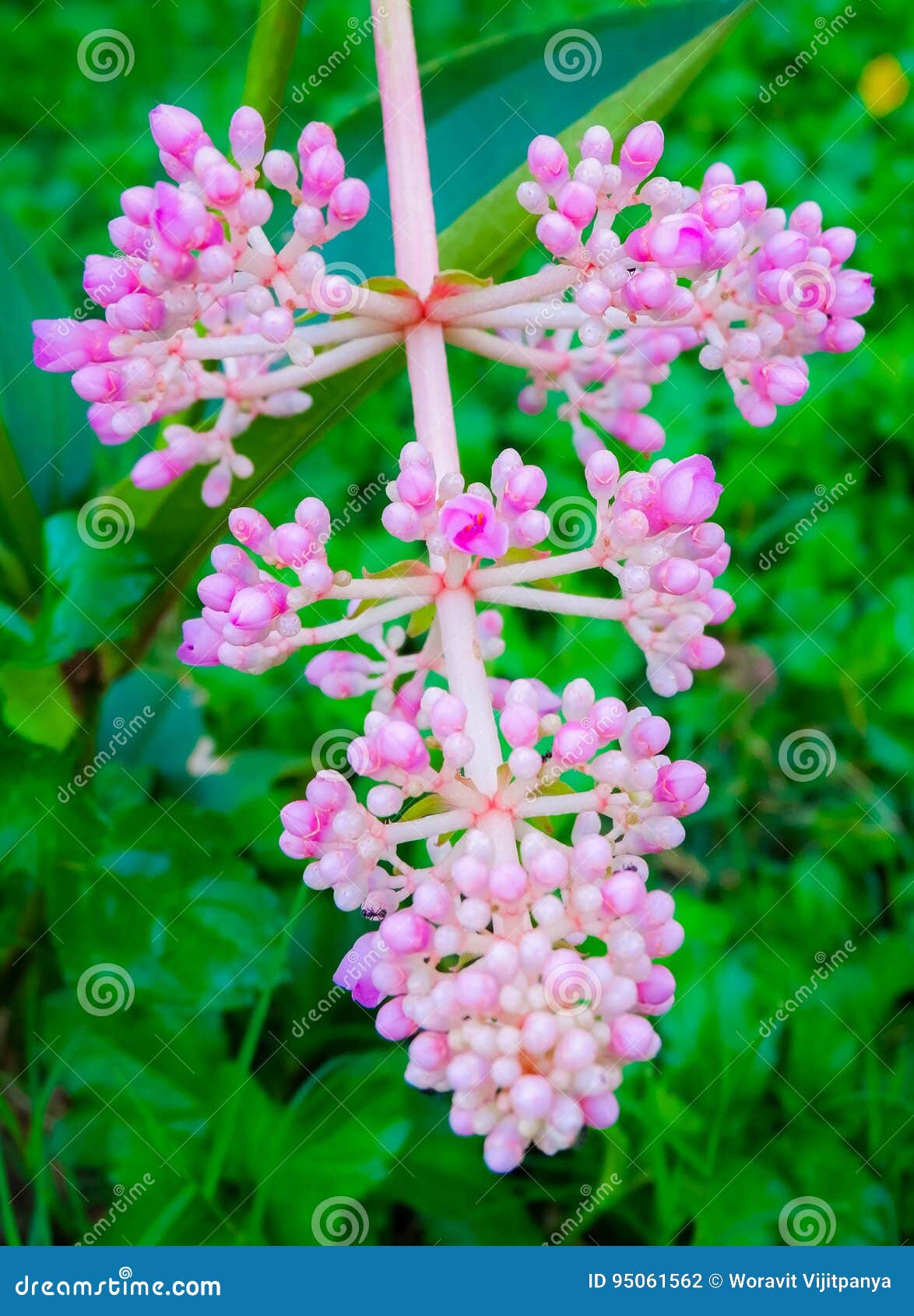 Andaman Pearl flower stock photo. Image of aromatic, gardening - 95061562