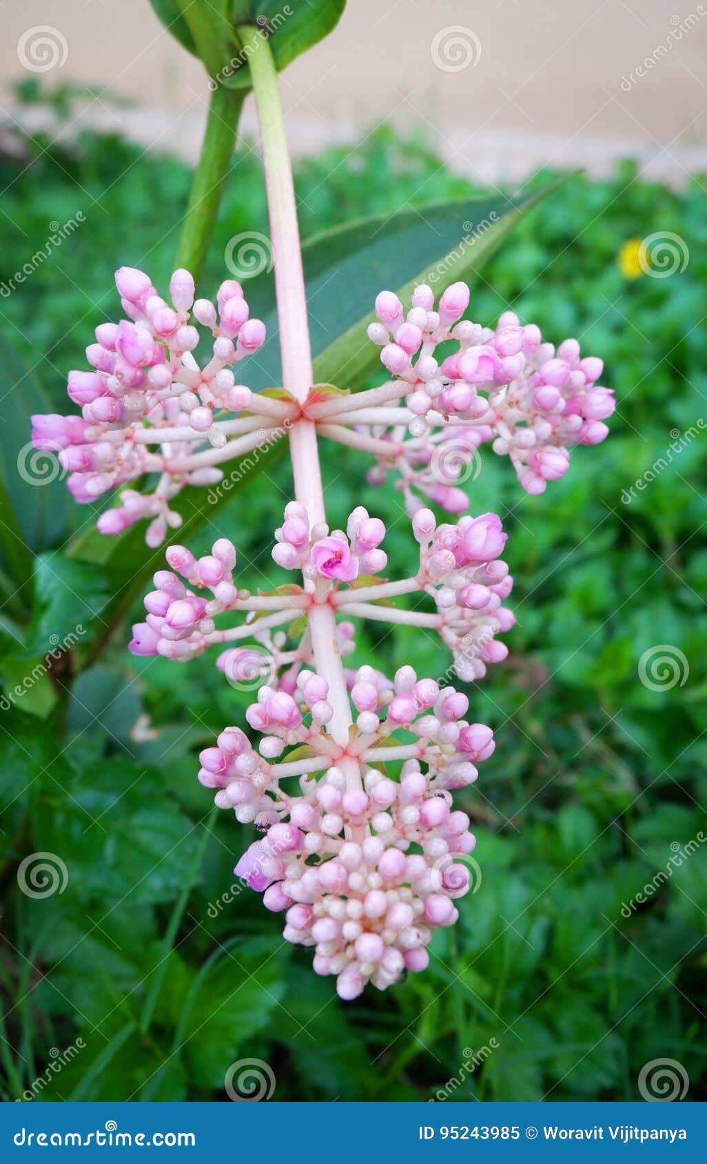 Andaman Pearl flower stock image. Image of amazing, aromatic - 95243985