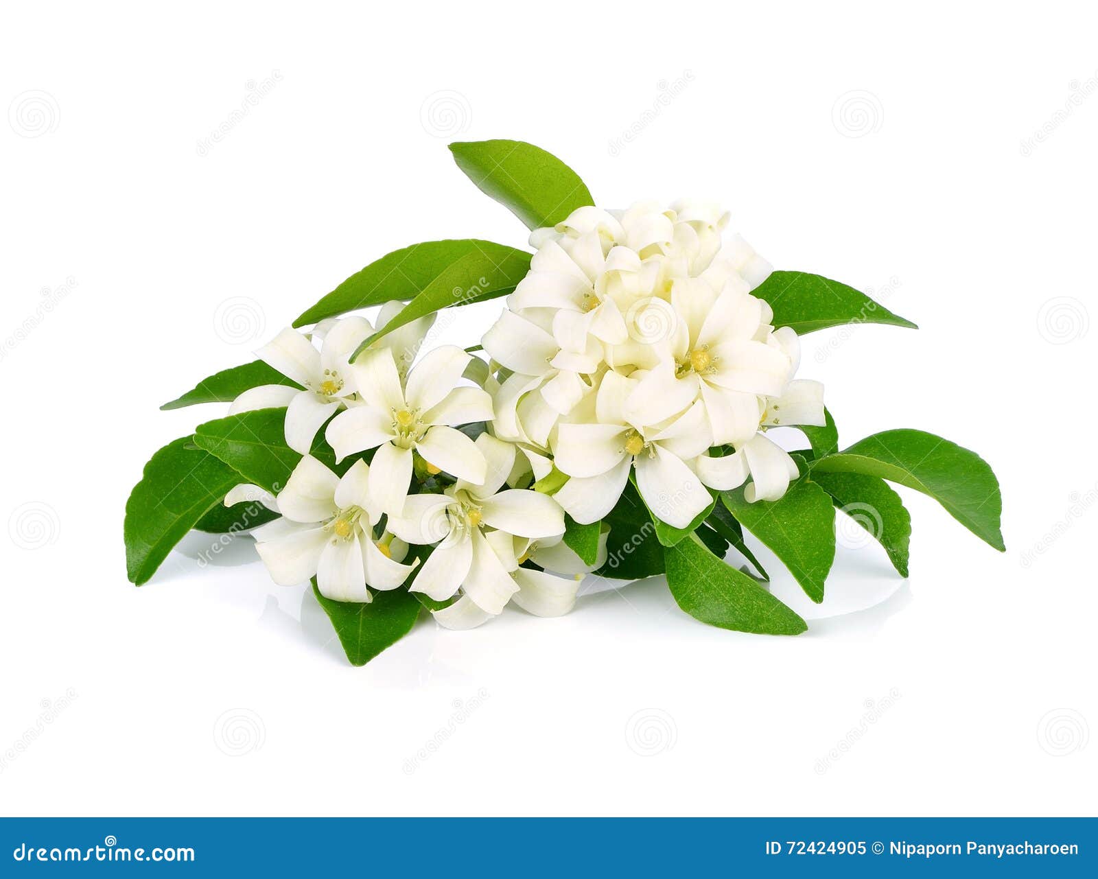 Andaman Satinwood Or Orange Jessamine Murraya Paniculata In Bloom On ...