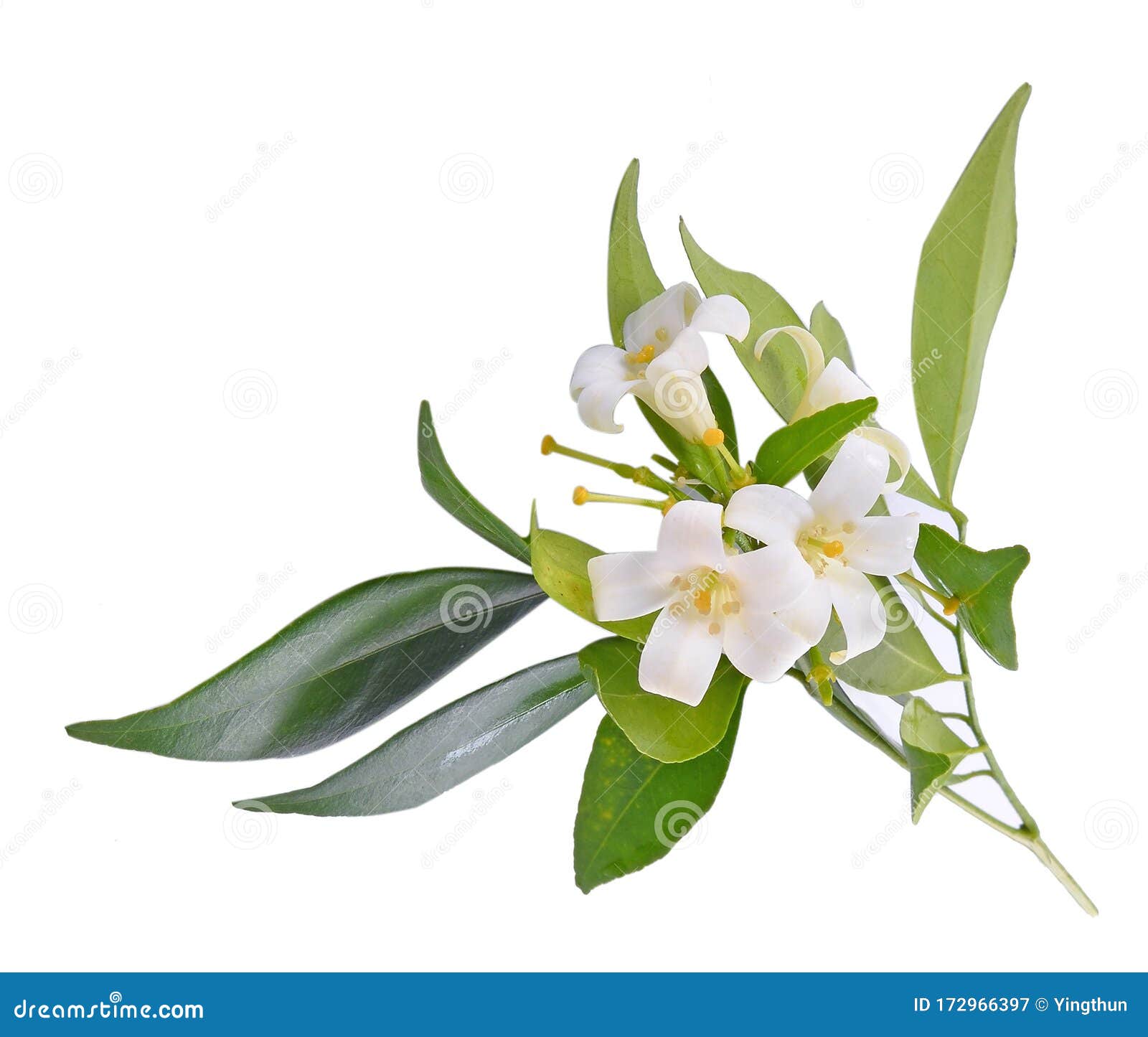 Andaman Satinwood Flowers on White Background Stock Image - Image of ...