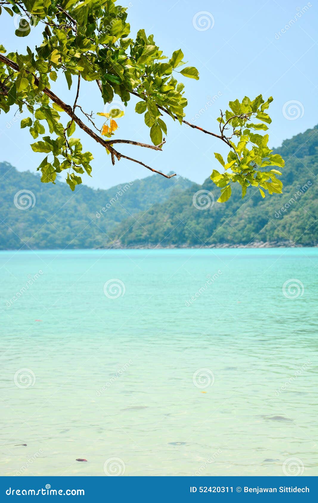 Andaman Sea and Branches of Tree Stock Image - Image of leaf, travel ...