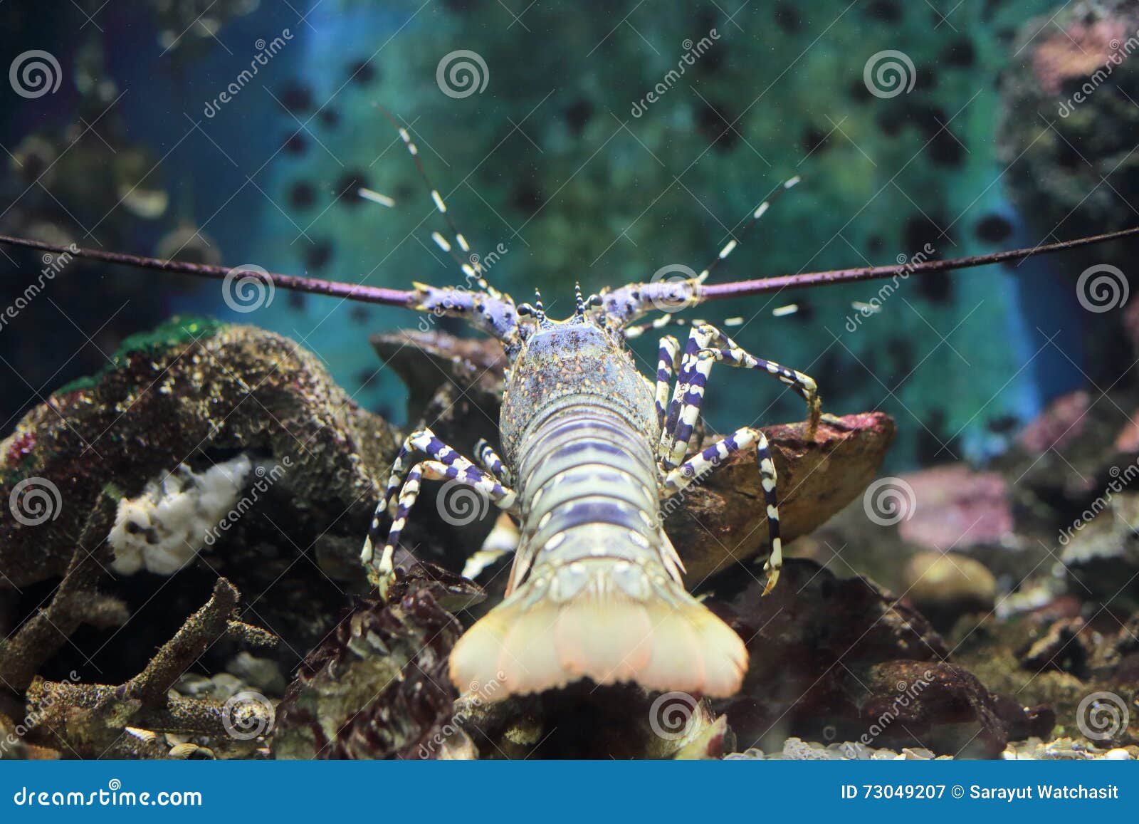 Andaman sea lobster stock image. Image of travel, closeup - 73049207