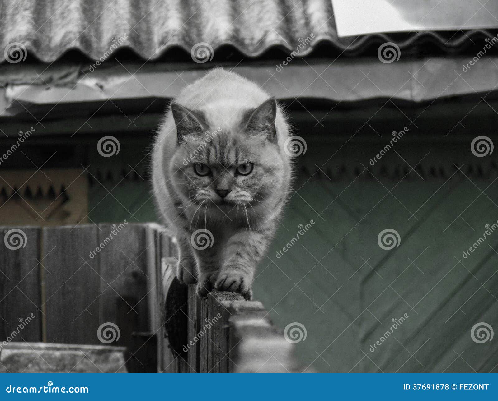 Andando o gato foto de stock. Imagem de cerca, animal - 37691878