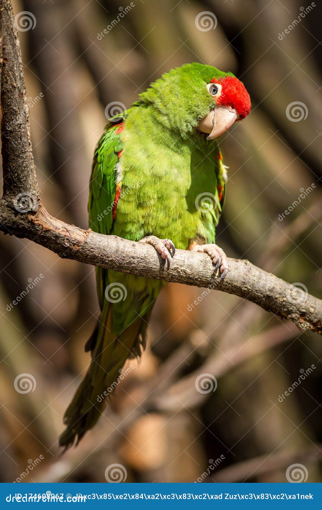 Andean Aratinga Parrot in the Nature Stock Image - Image of sitting ...