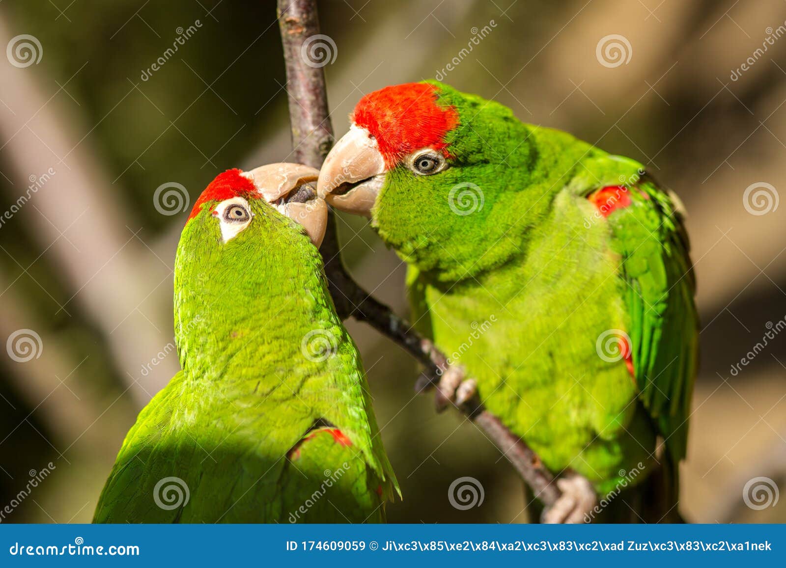 Andean Aratinga Portrait Two Parrot Stock Image - Image of healthy ...