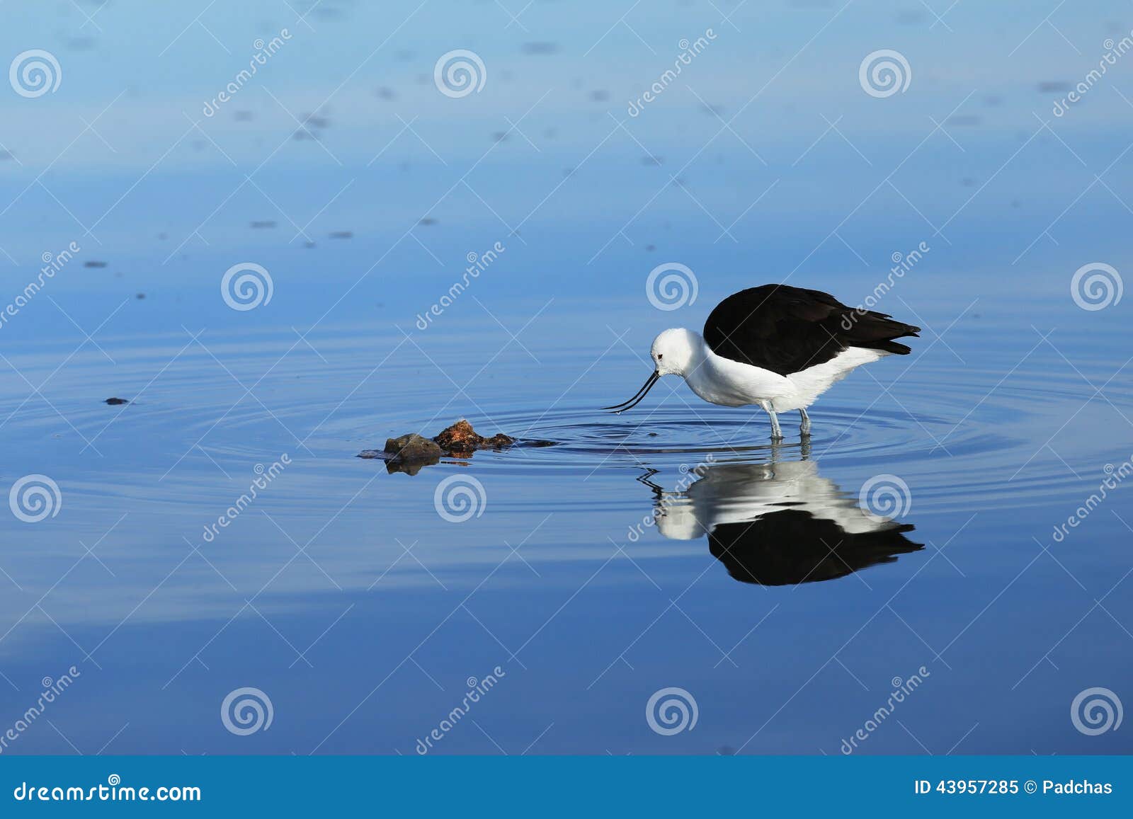 Andean Avocet Bird at Atacama Desert Stock Image - Image of andes ...