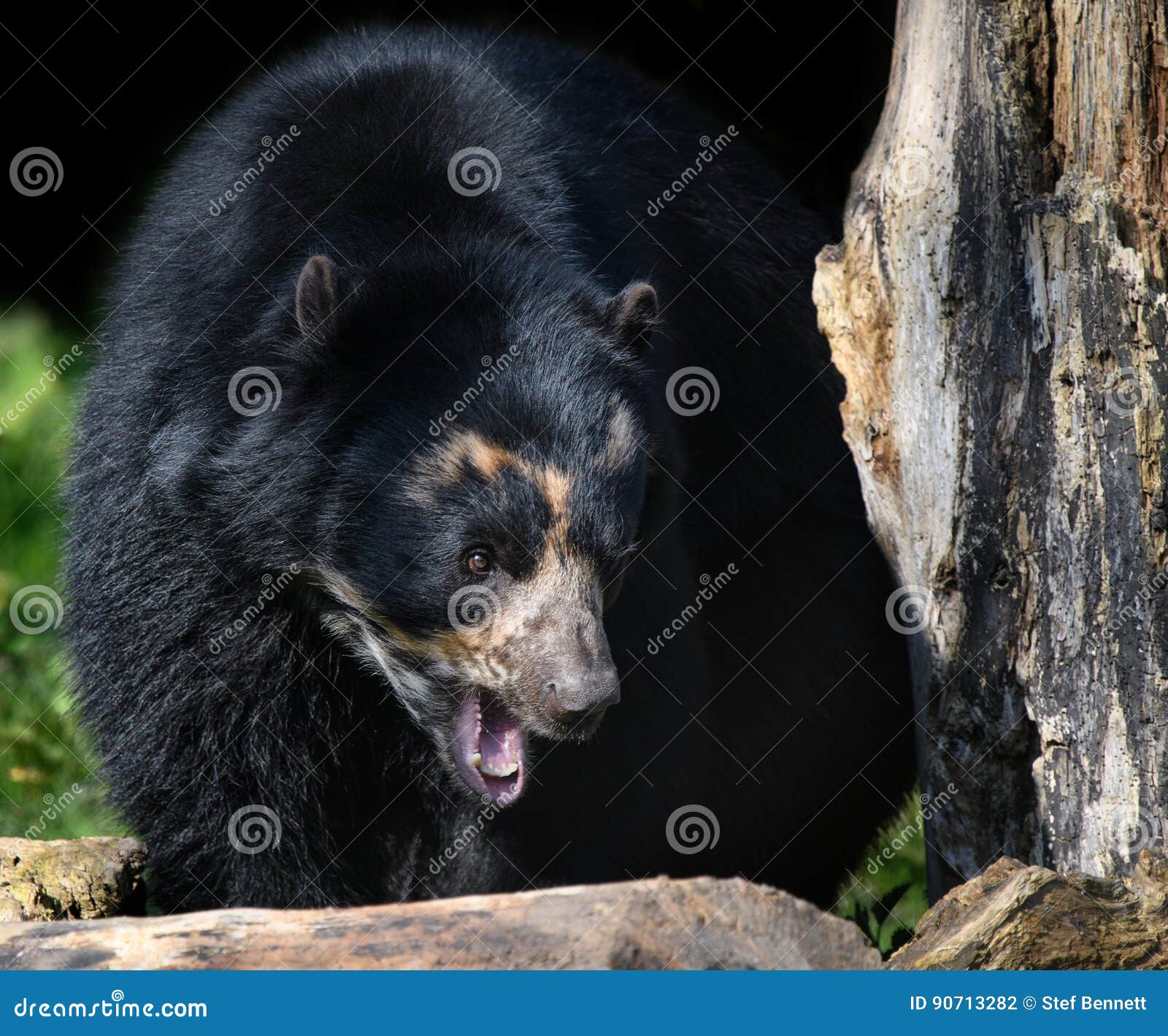Andean Bear stock photo. Image of andean, wildlife, mammals - 90713282
