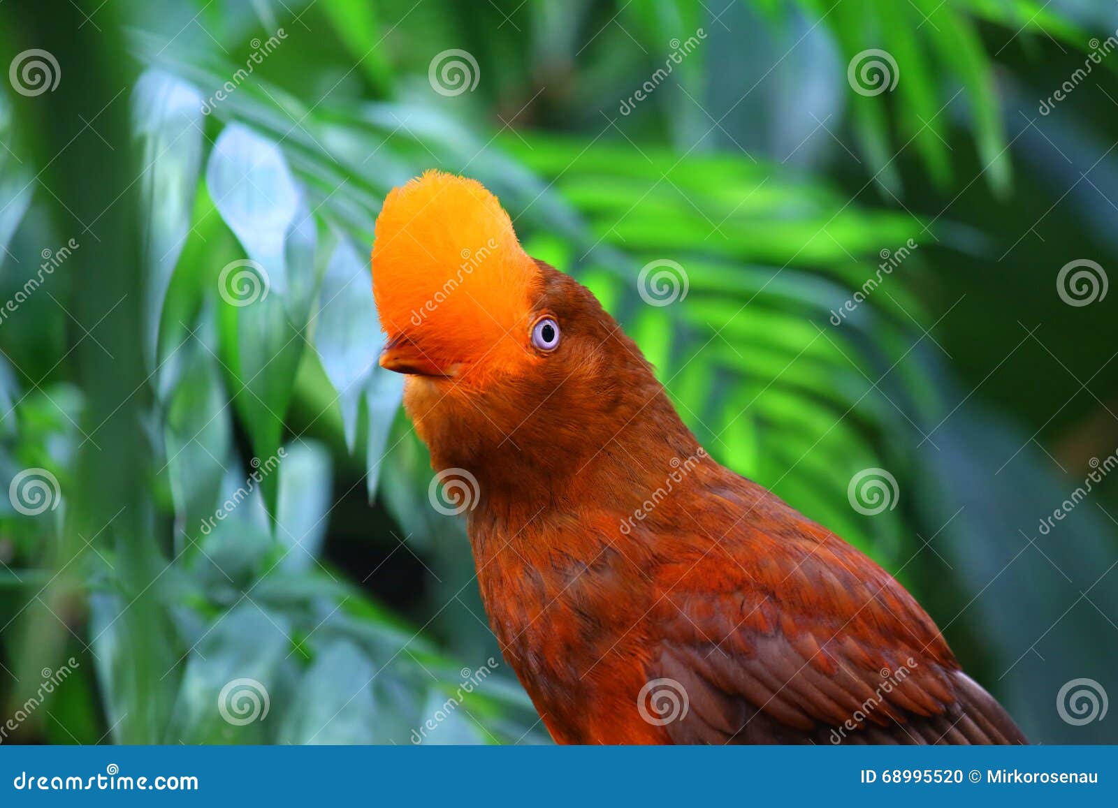 Rock With Bird Poop And Green Algae On Water In Pond With Brown And ...