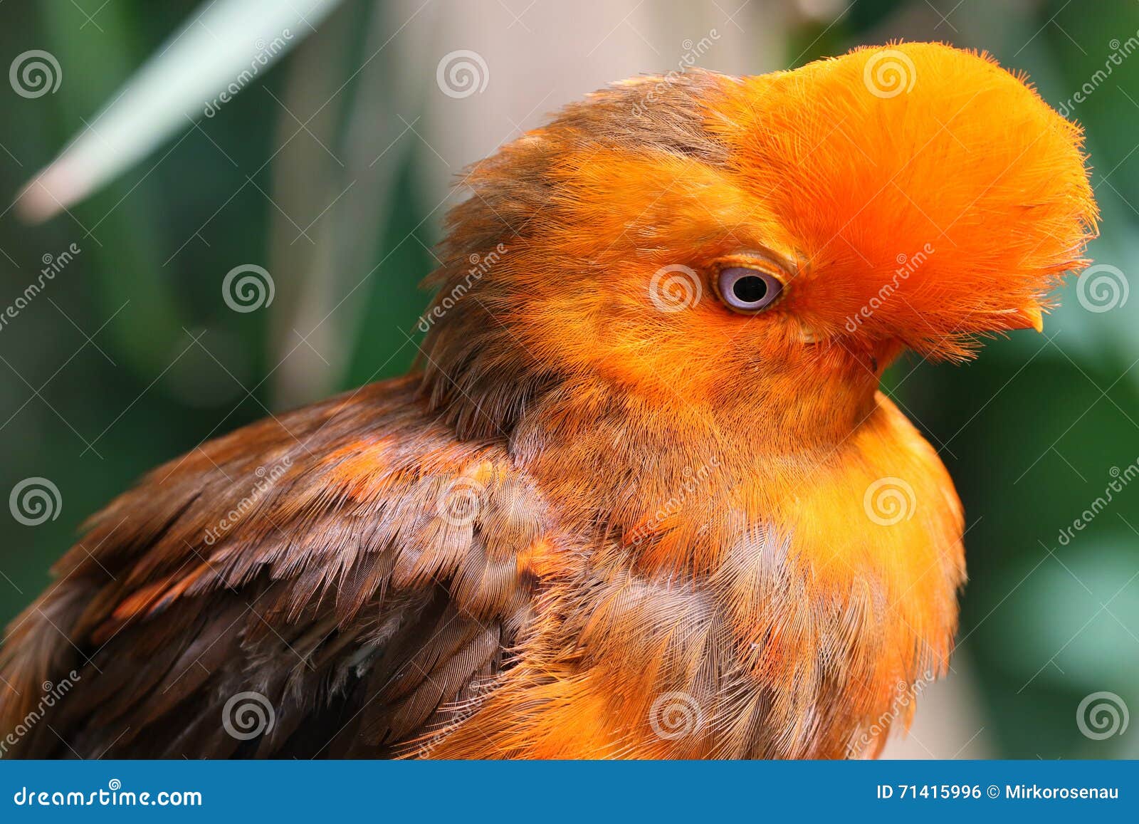 Rock With Bird Poop And Green Algae On Water In Pond With Brown And ...
