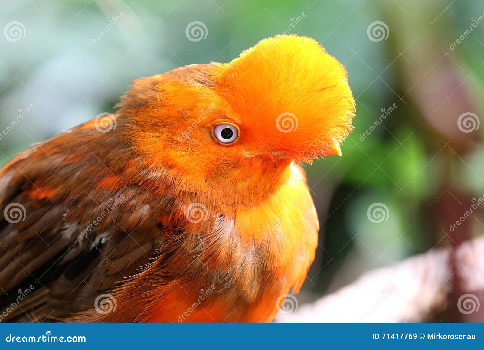 Rock With Bird Poop And Green Algae On Water In Pond With Brown And ...