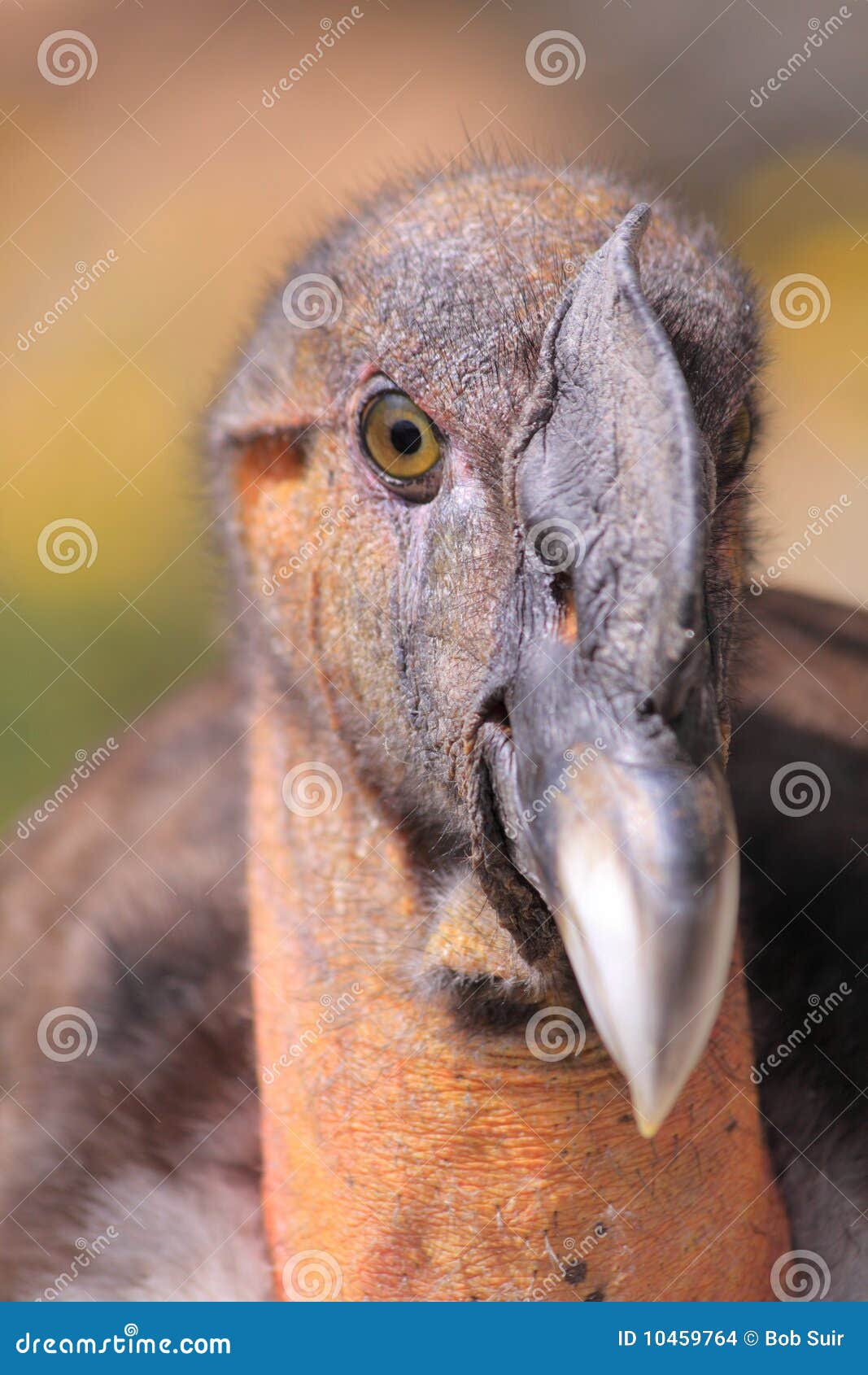 Andean condor bird of prey stock photo. Image of vulture - 10459764