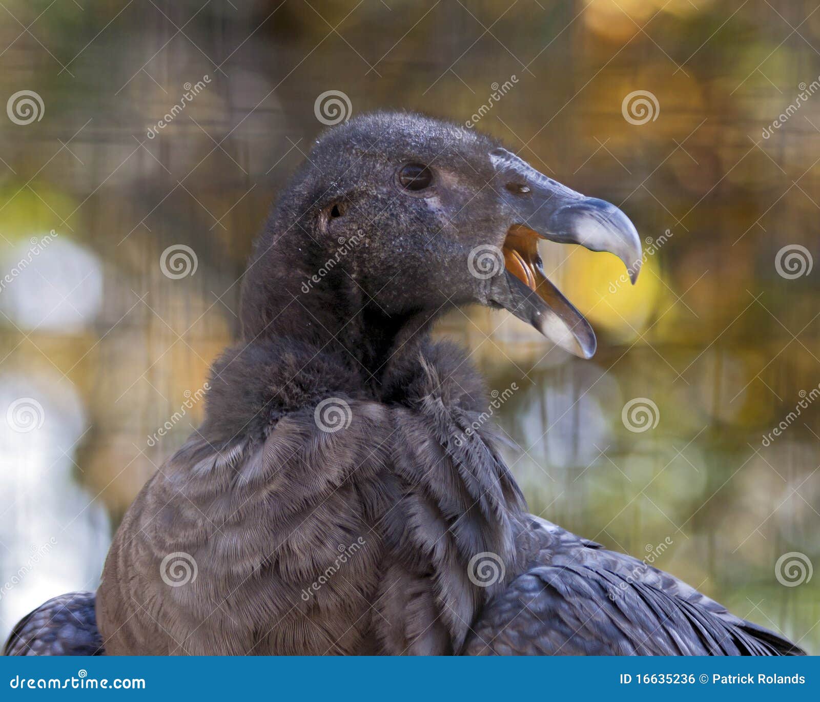 Andean Condor stock photo. Image of closeup, avian, nature - 16635236