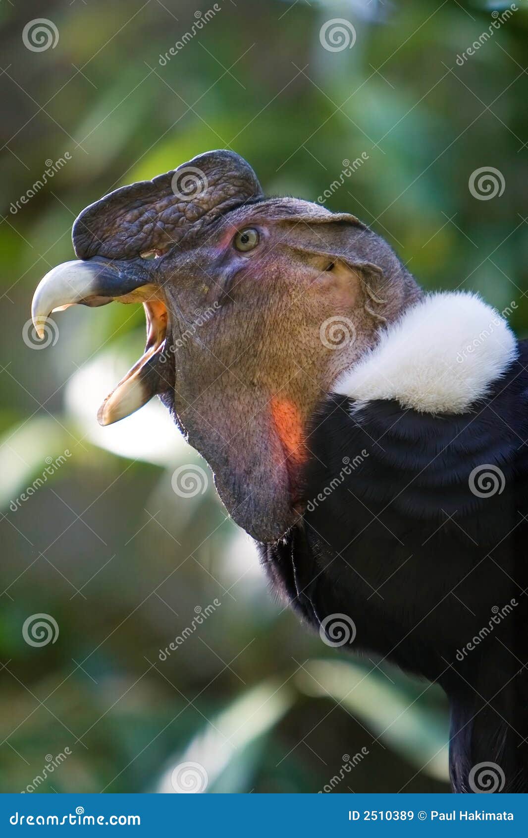 Andean Condor, National Symbol Of Peru Royalty-Free Stock Image ...
