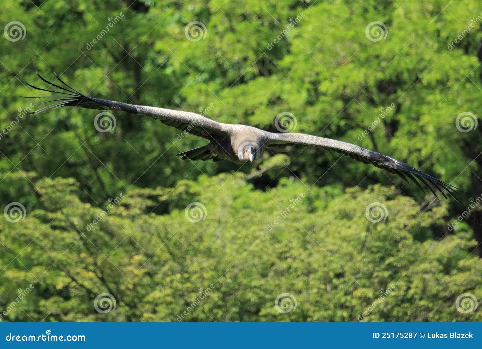 Andean condor stock image. Image of animal, flying, nature - 25175287
