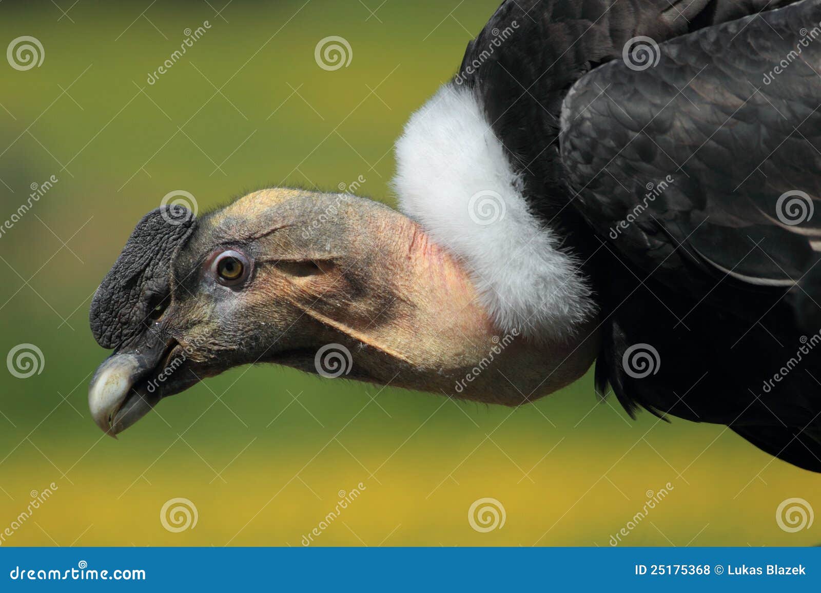 Andean condor stock photo. Image of nature, flying, andean - 25175368