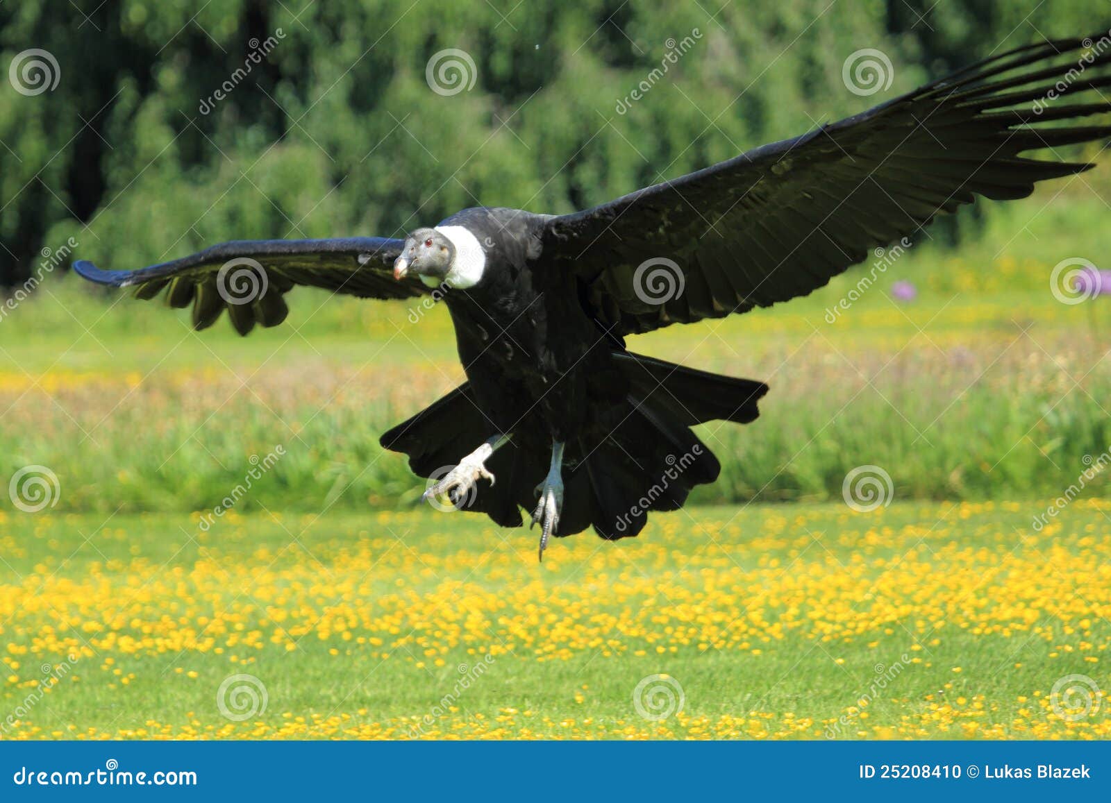 Andean Condor, Vultur Gryphus, Soaring Over The Colca Canyon In The ...
