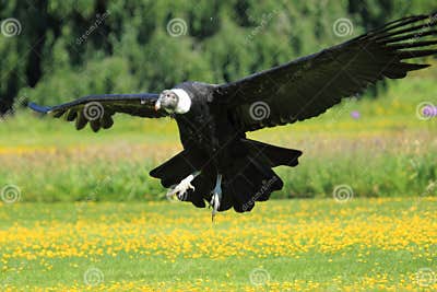 Andean condor stock photo. Image of andean, nature, adult - 25208410
