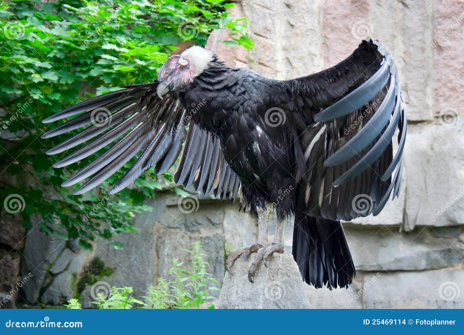 Andean condor stock photo. Image of avian, looking, andean - 25469114