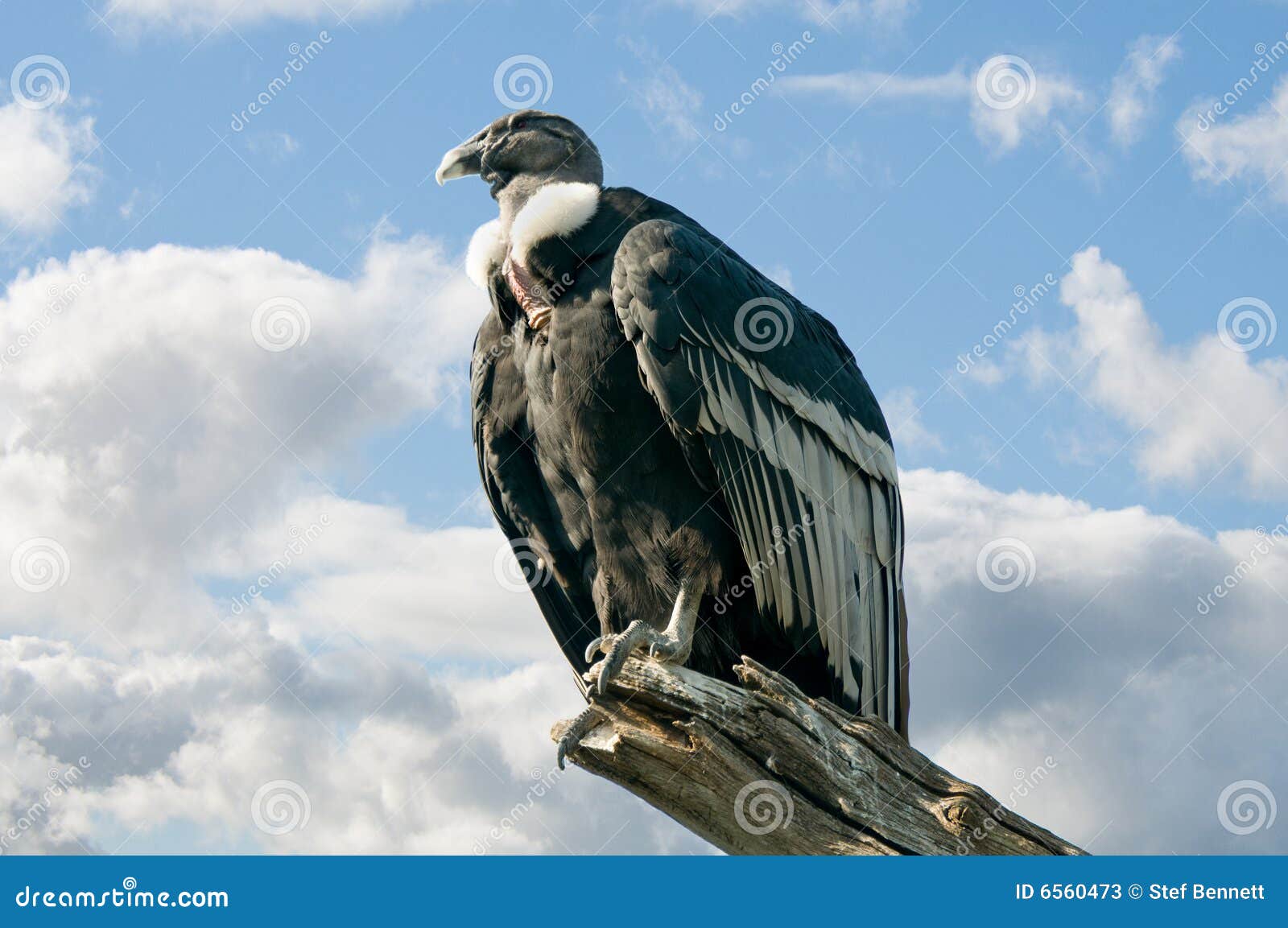Andean Condor stock image. Image of claws, majestic, carnivorous - 6560473
