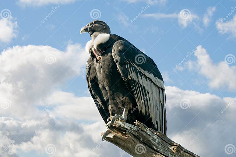 Andean Condor stock image. Image of claws, majestic, carnivorous - 6560473