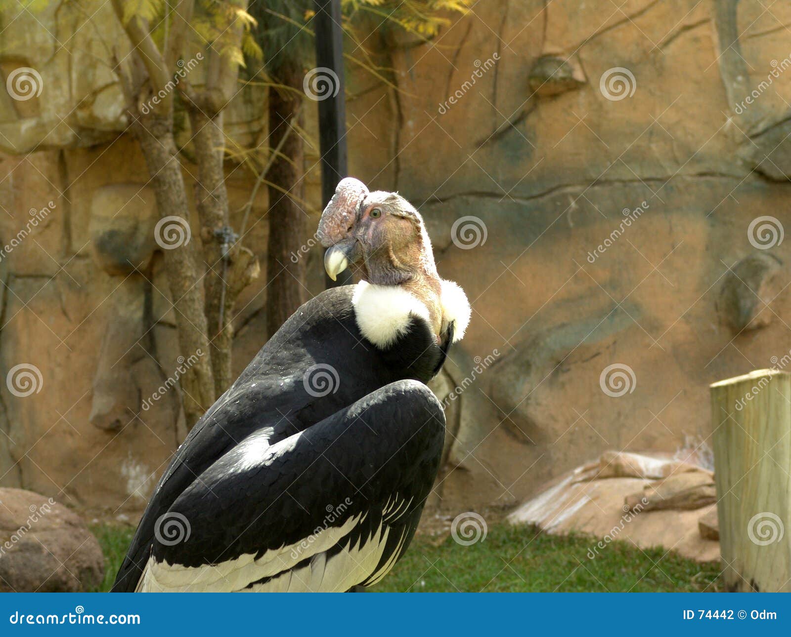 Andean Condor stock photo. Image of depredatory, andes, large - 74442