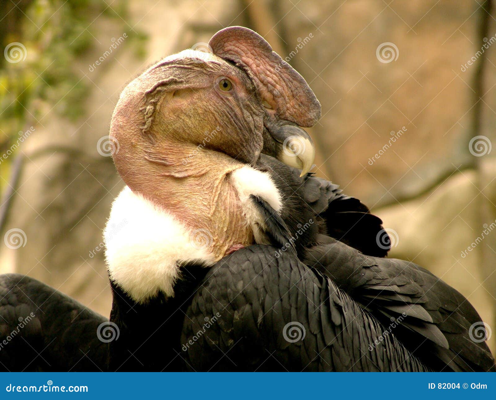 Andean Condor stock photo. Image of wolfish, wild, depredatory - 82004