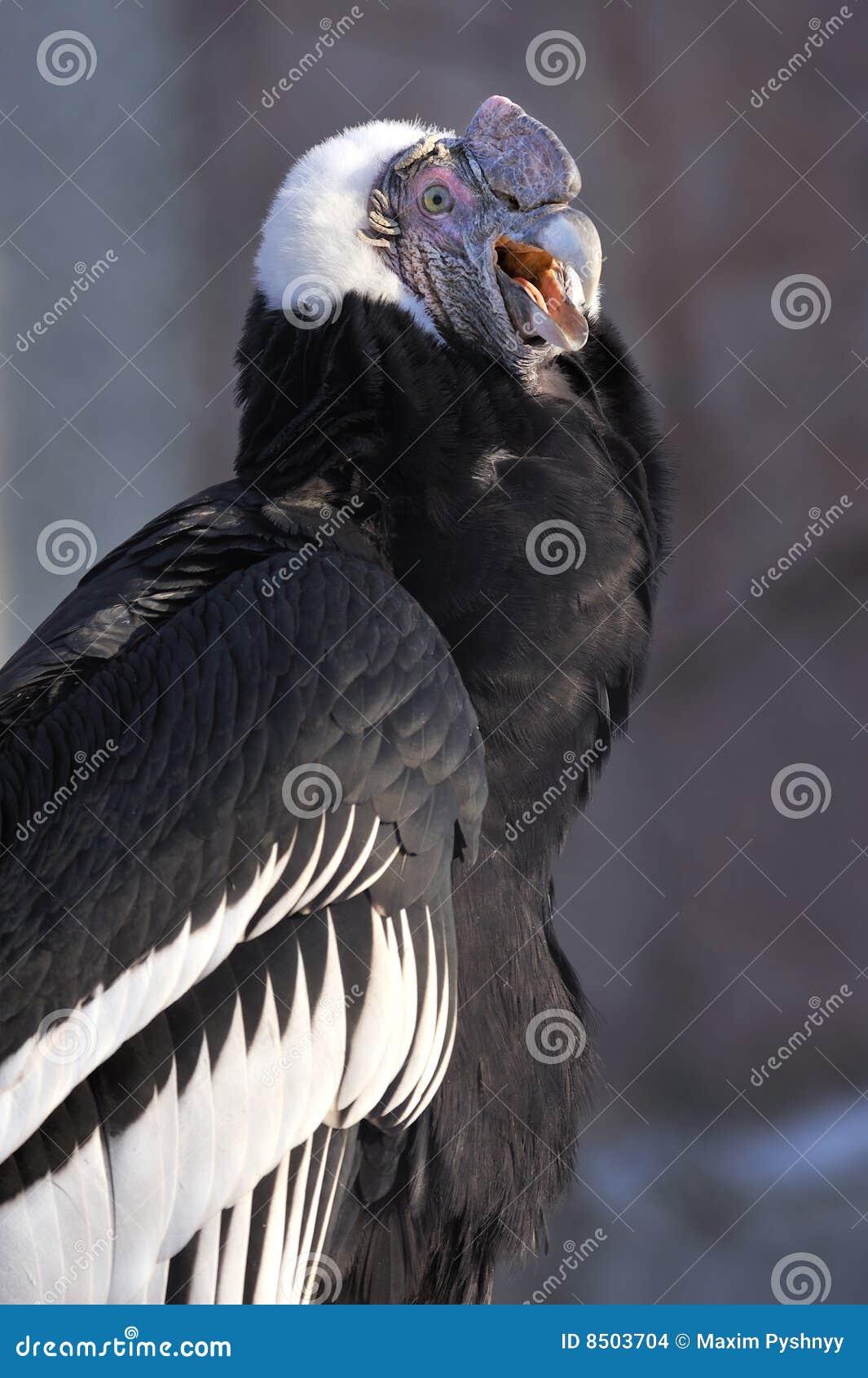 Andean condor stock photo. Image of profile, nature, beak - 8503704