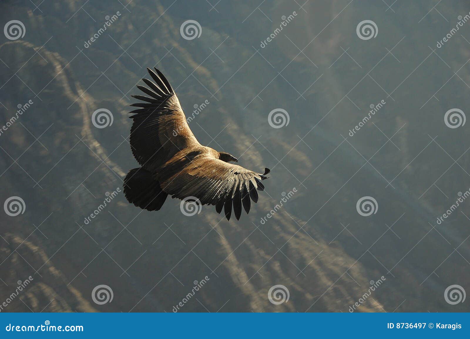 Andean Condor stock image. Image of canyon, flight, land - 8736497