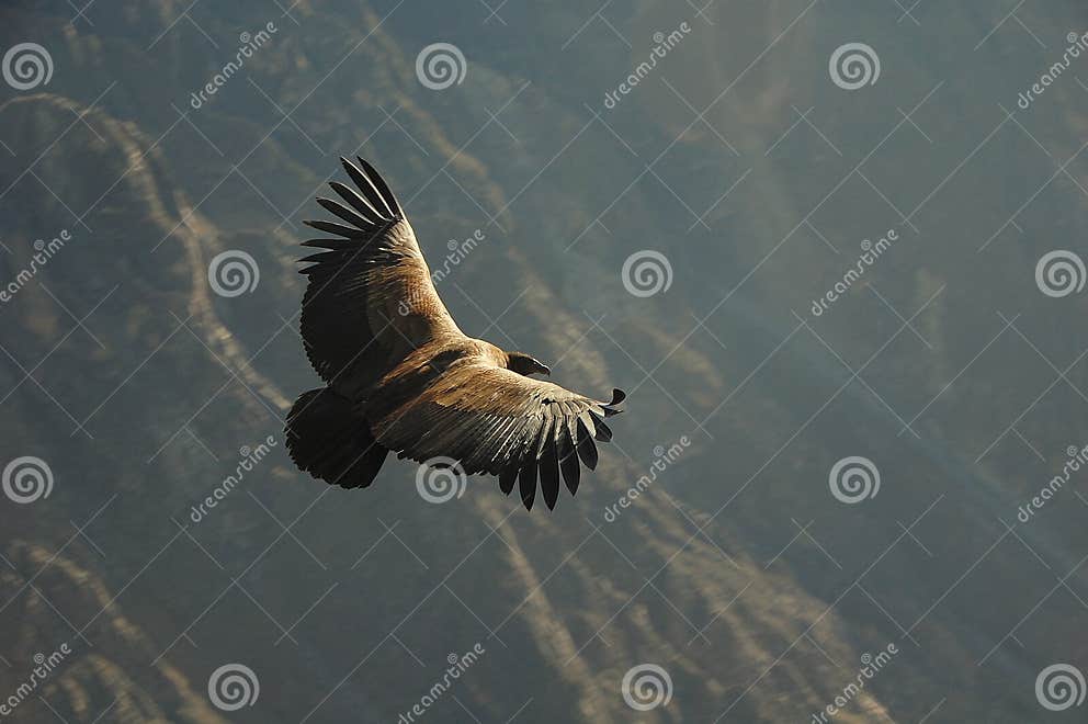 Andean Condor stock image. Image of canyon, flight, land - 8736497