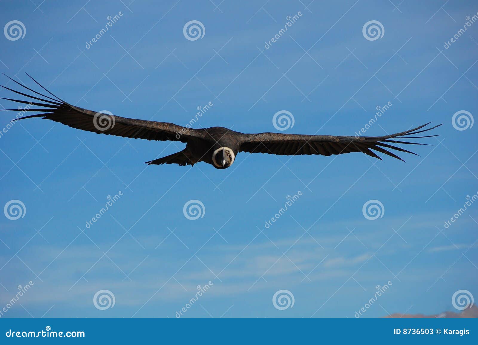 Andean Condor, National Symbol Of Peru Royalty-Free Stock Image ...