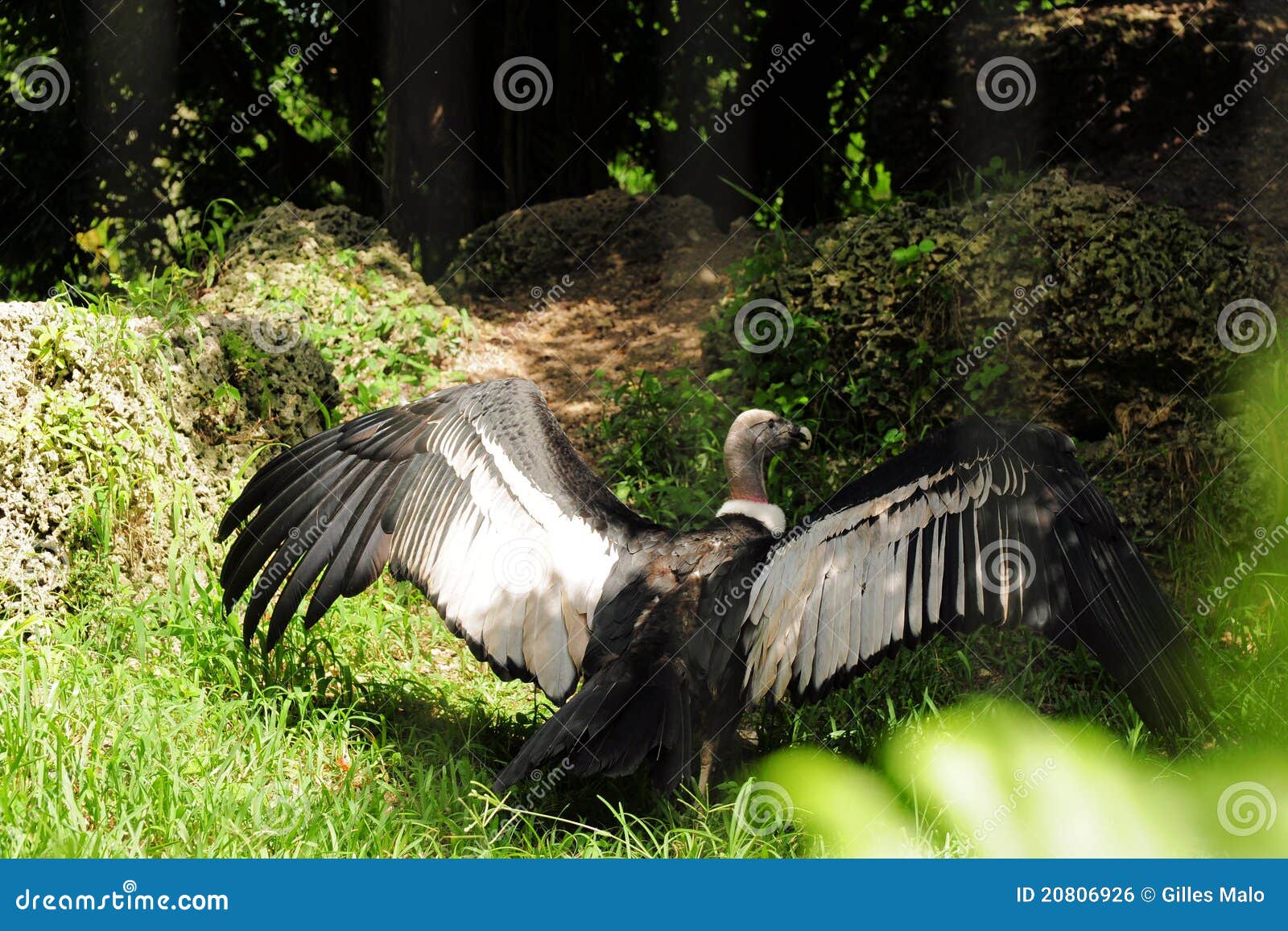 Andean Condor Bird stock photo. Image of cage, black - 20806926