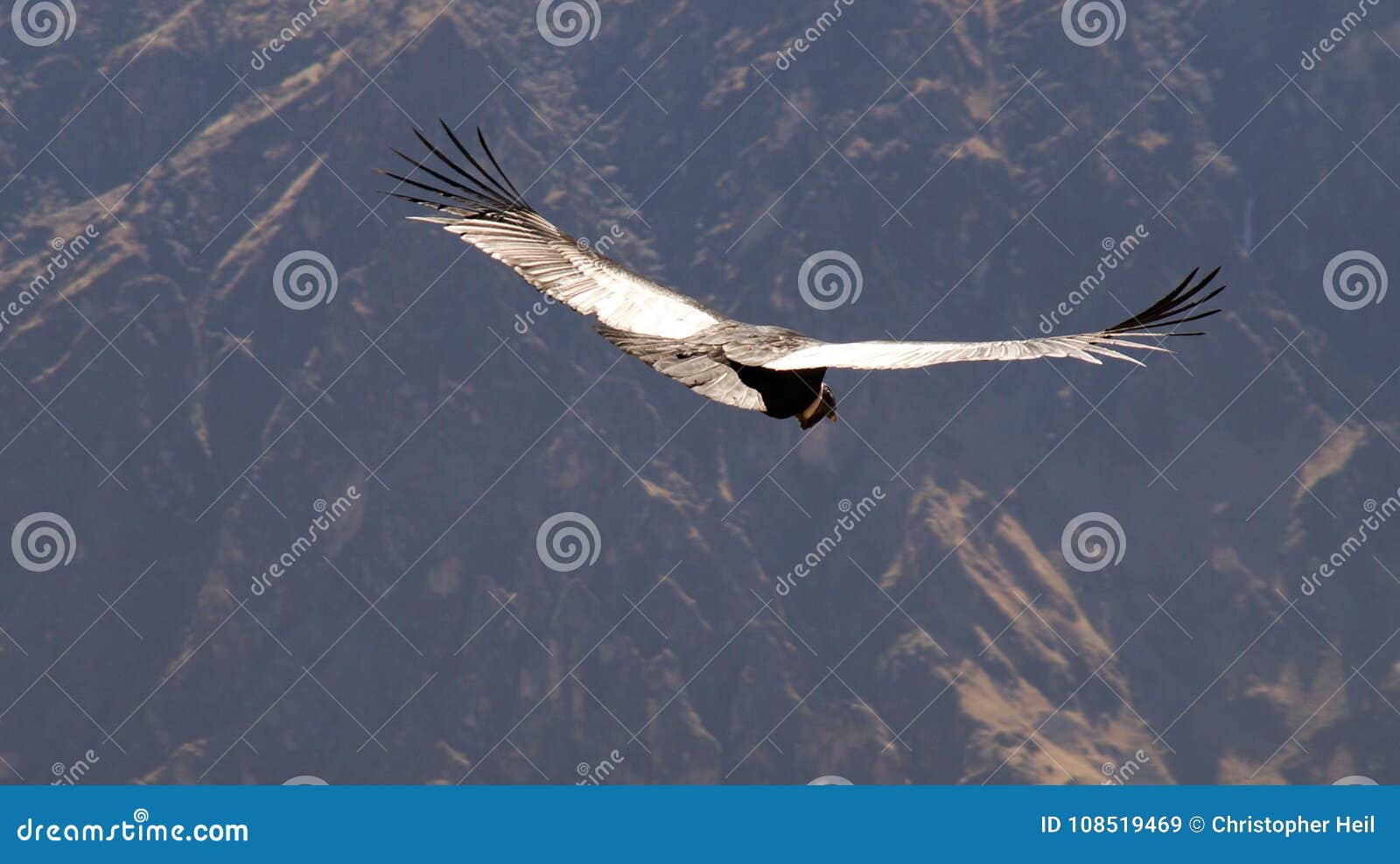 Condor Bird Over Maya Pyramid Temple Chichen Itza Ruins In Yucatan ...