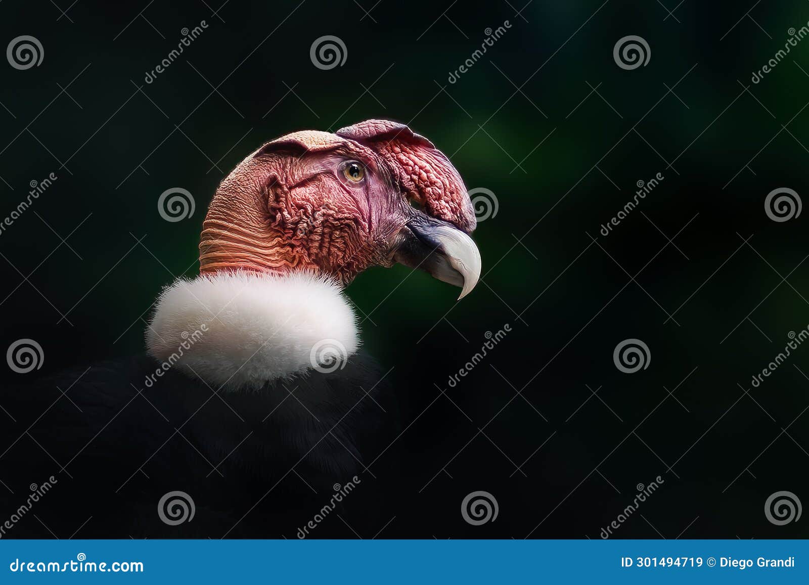 Condor Bird Over Maya Pyramid Temple Chichen Itza Ruins In Yucatan ...