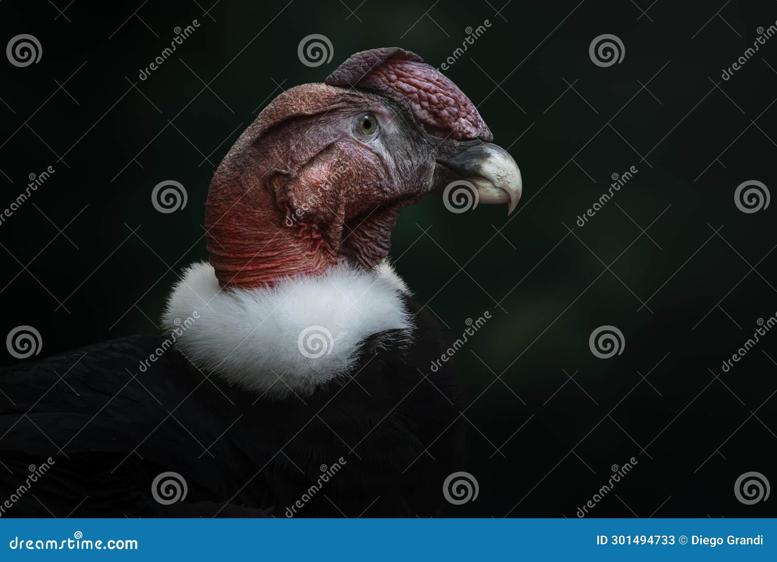Condor Bird Over Maya Pyramid Temple Chichen Itza Ruins In Yucatan ...