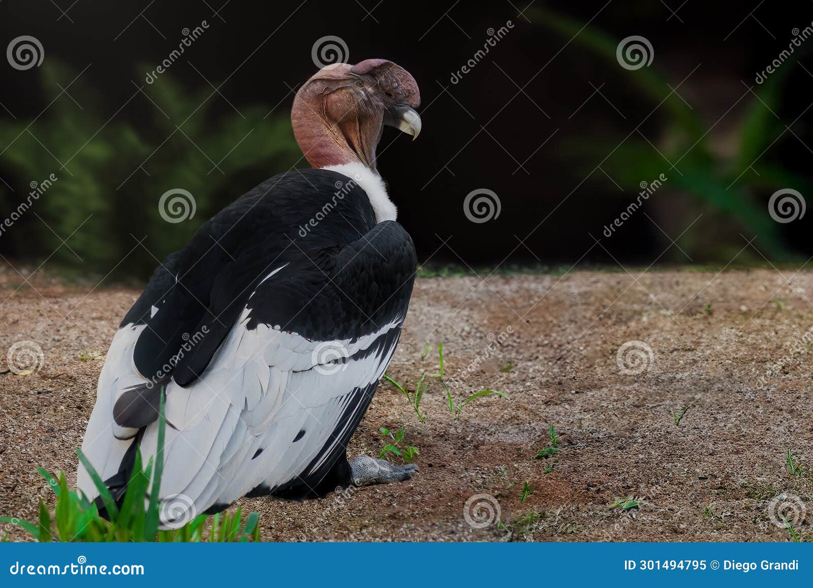 Condor Bird Over Maya Pyramid Temple Chichen Itza Ruins In Yucatan ...