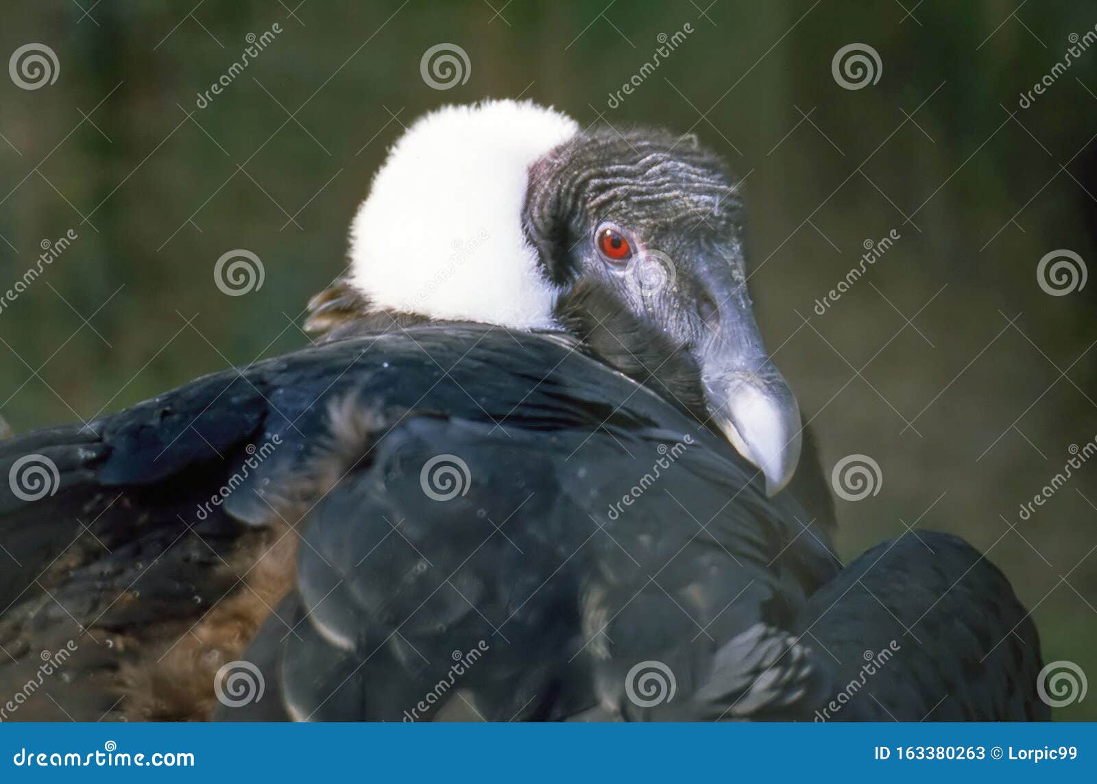 Close Up of a Andean Condor Stock Image - Image of natural, isolated ...