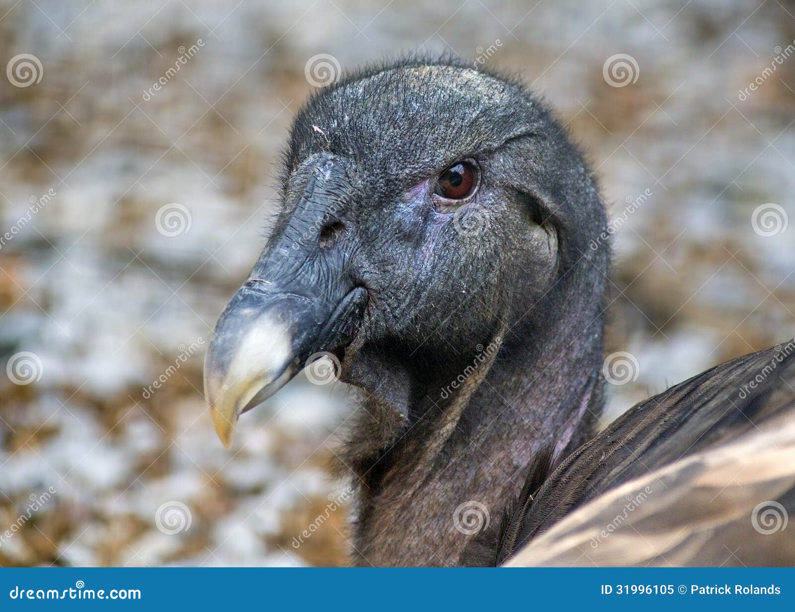 Andean Condor stock image. Image of portrait, feathers - 31996105