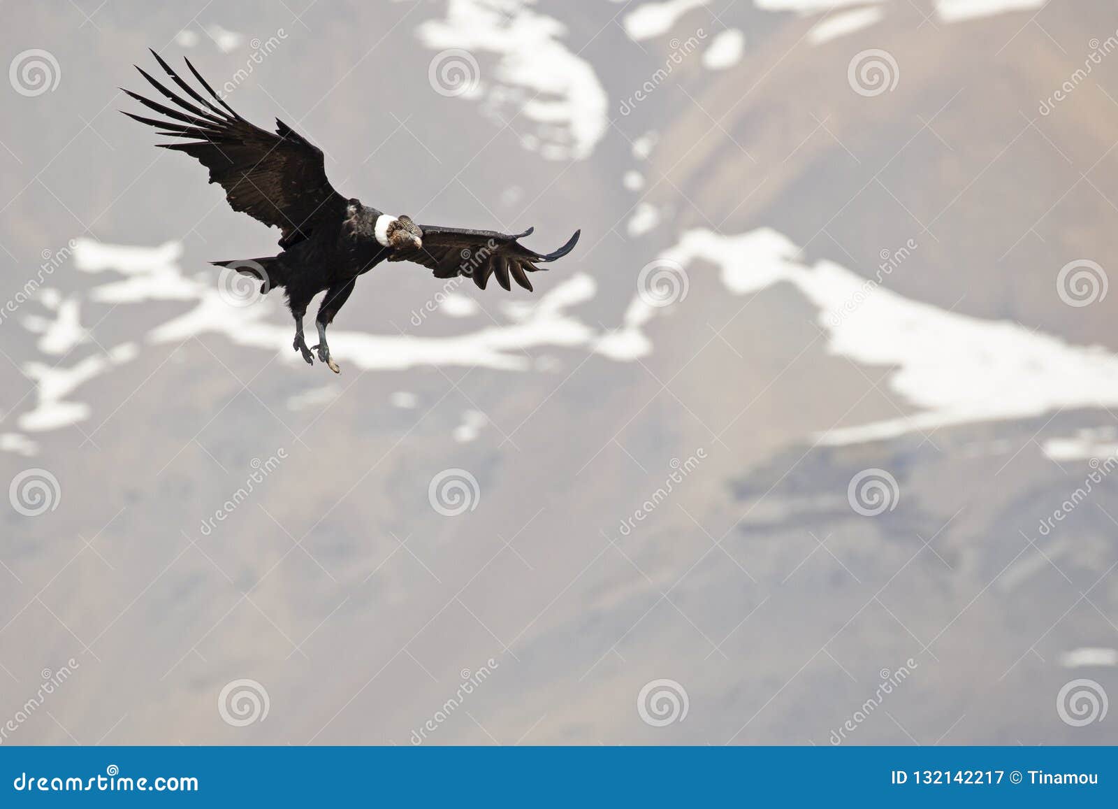Condor In Flight And Andes Mountains Near El Calafate, Patagonia ...