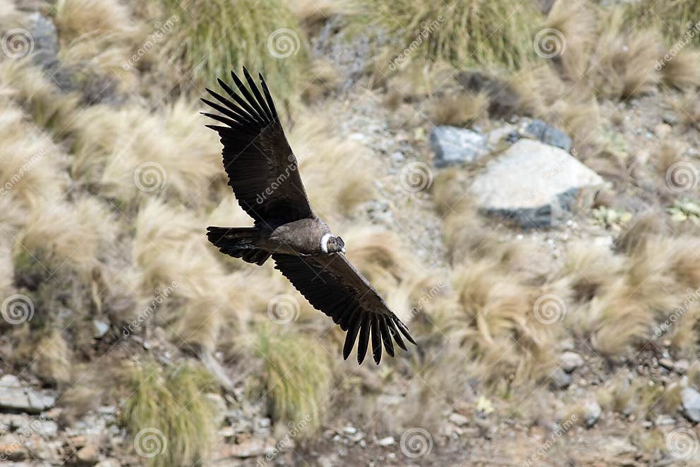 Andean Condor stock image. Image of huge, beauty, black - 74287413